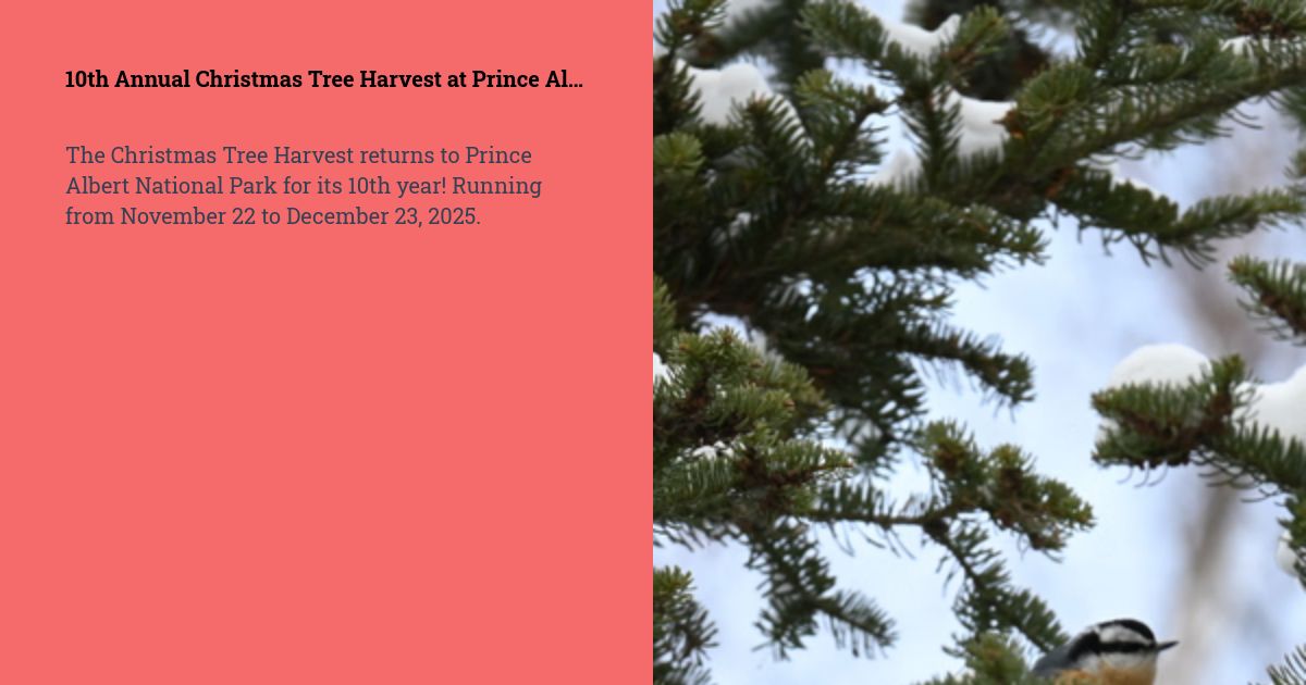 10th Annual Christmas Tree Harvest at Prince Albert National Park ...